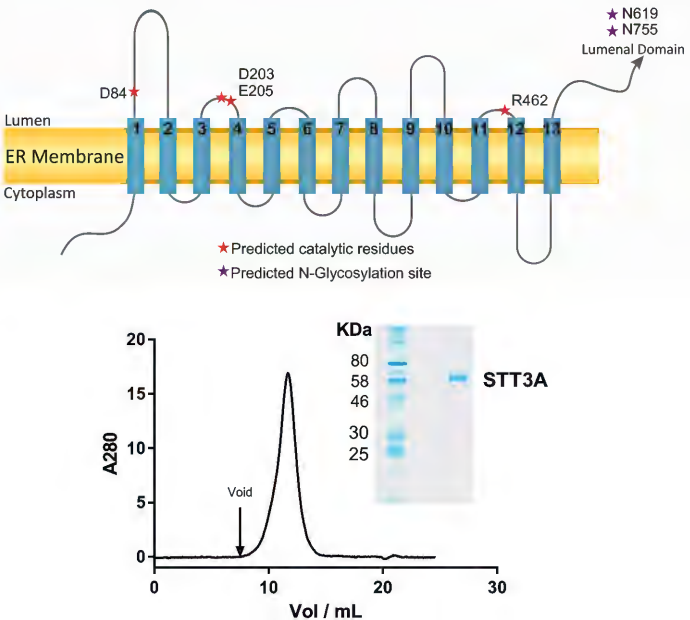 Characterization of the single-subunit oligosaccharyltransferase STT3A ...