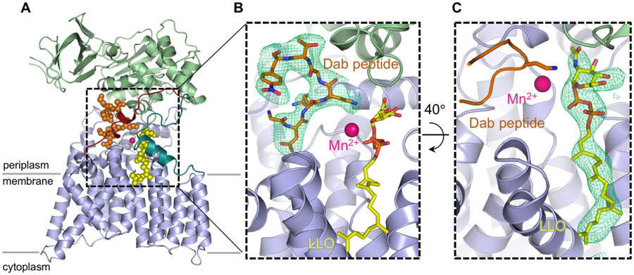Structure of bacterial oligosaccharyltransferase PglB bound to a reactive LLO and an inhibitory ...