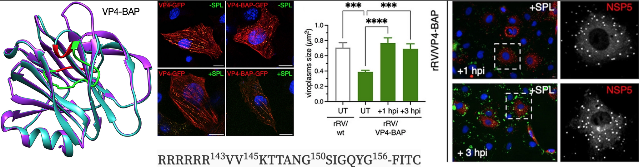 Rotavirus Spike Protein VP4 Mediates Viroplasm Assembly by Association ...