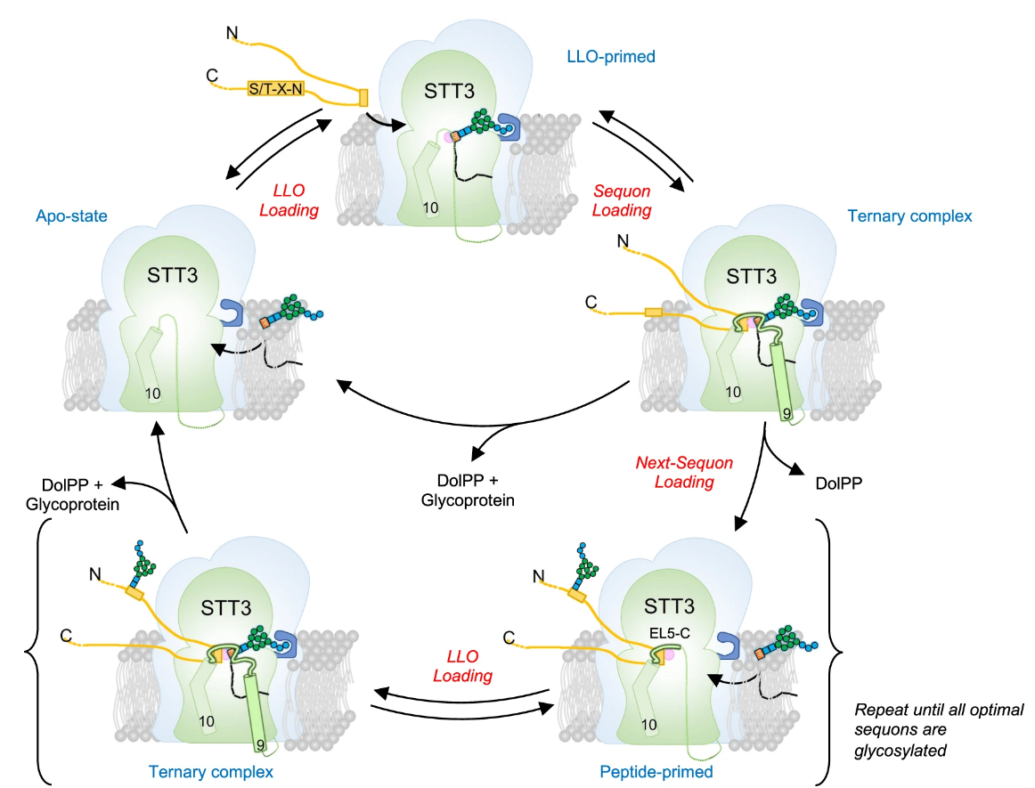 Molecular basis for glycan recognition and reaction priming of eukaryotic oligosaccharyltransferase