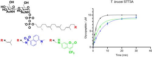 Synthesis and characterisation of fluorescent substrates for eukaryotic ...