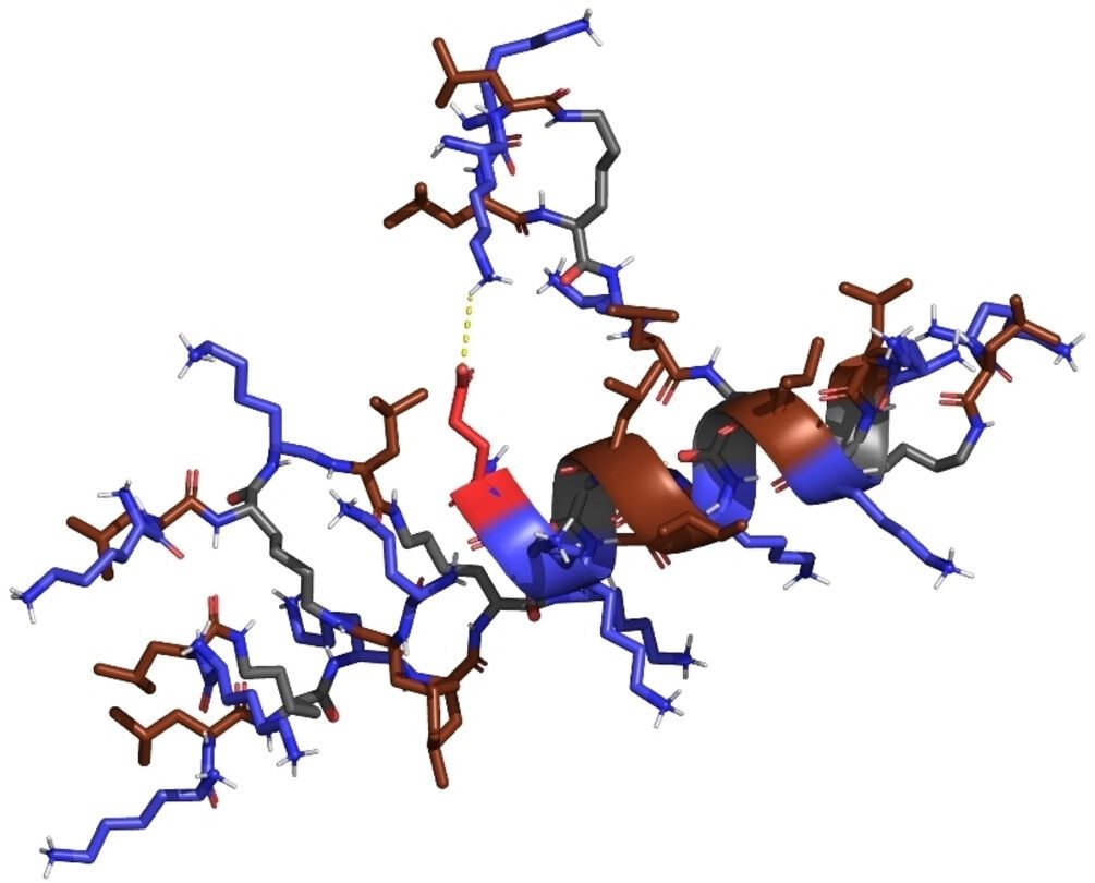 Exploring the Sequence Space of Antimicrobial Peptide Dendrimers
